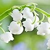 Amazon.com : 1200+ Mix Bellflower Seeds Campanula Seeds Attract ...