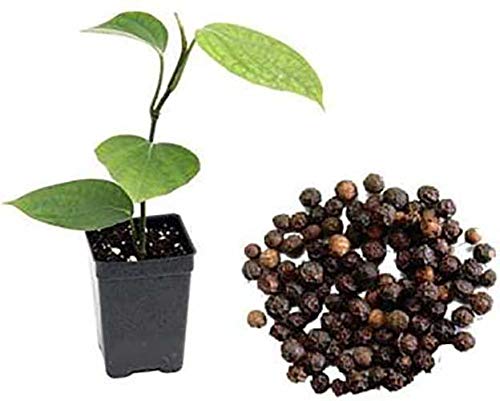 High Yielding Dwarf Variety Thekkan Bunch Black Pepper Spice Plant with ...