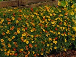 Amazon.com : Marigold Signet Starfire Mix 1,000 Seeds : Patio, Lawn ...