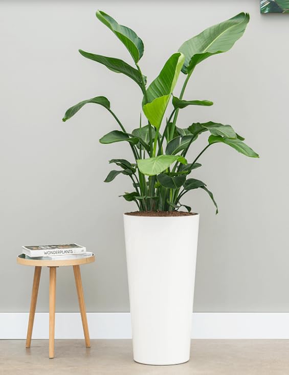 Miorah Homes Plastic Tower Pot Plant 18 Inch Flower Pots for Home ...