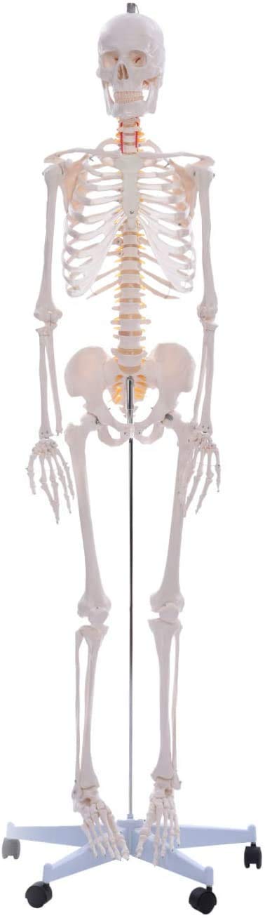 Buy Model anatomy 180 cm Human skeleton Dimensions of the duration of ...
