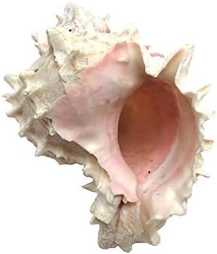 Amazon.com: PEPPERLONELY 2PC Rooster-Tail Conch Sea Shells, 3-3/4 Inch ...