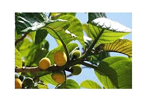 Indian farms Live Badhal/Artocarpus Lacucha/Monkey Jack Fruit & Fruit ...