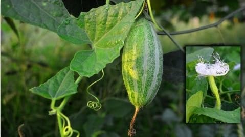 Parwal Plant Root | Root for parwal Plant Pack of 3 : Amazon.in: Garden ...