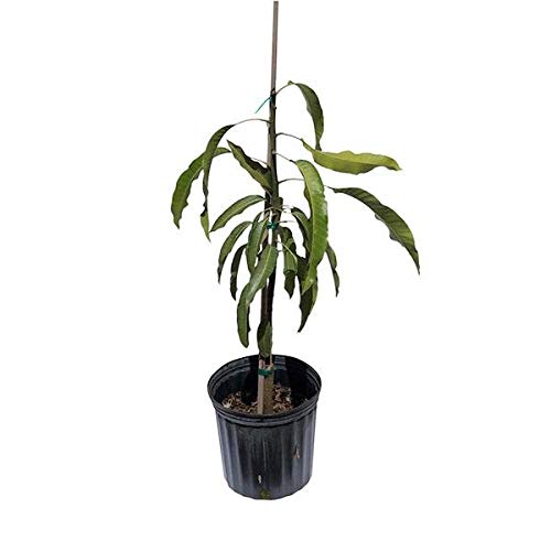 Buy Mango Tree East Indian Grafted 2 Feet Tall, 3-gal Container from ...