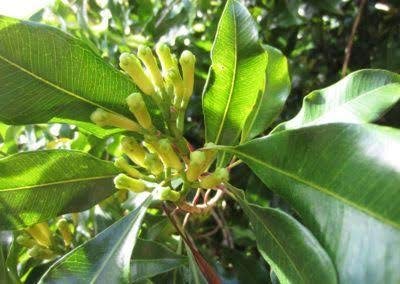 Clove/Laung Live plant : Amazon.in: Garden & Outdoors
