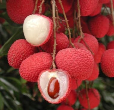 Natura GreenHouse Sweet Original Live Litchi/Lychee Grafted Dwarf Fruit ...