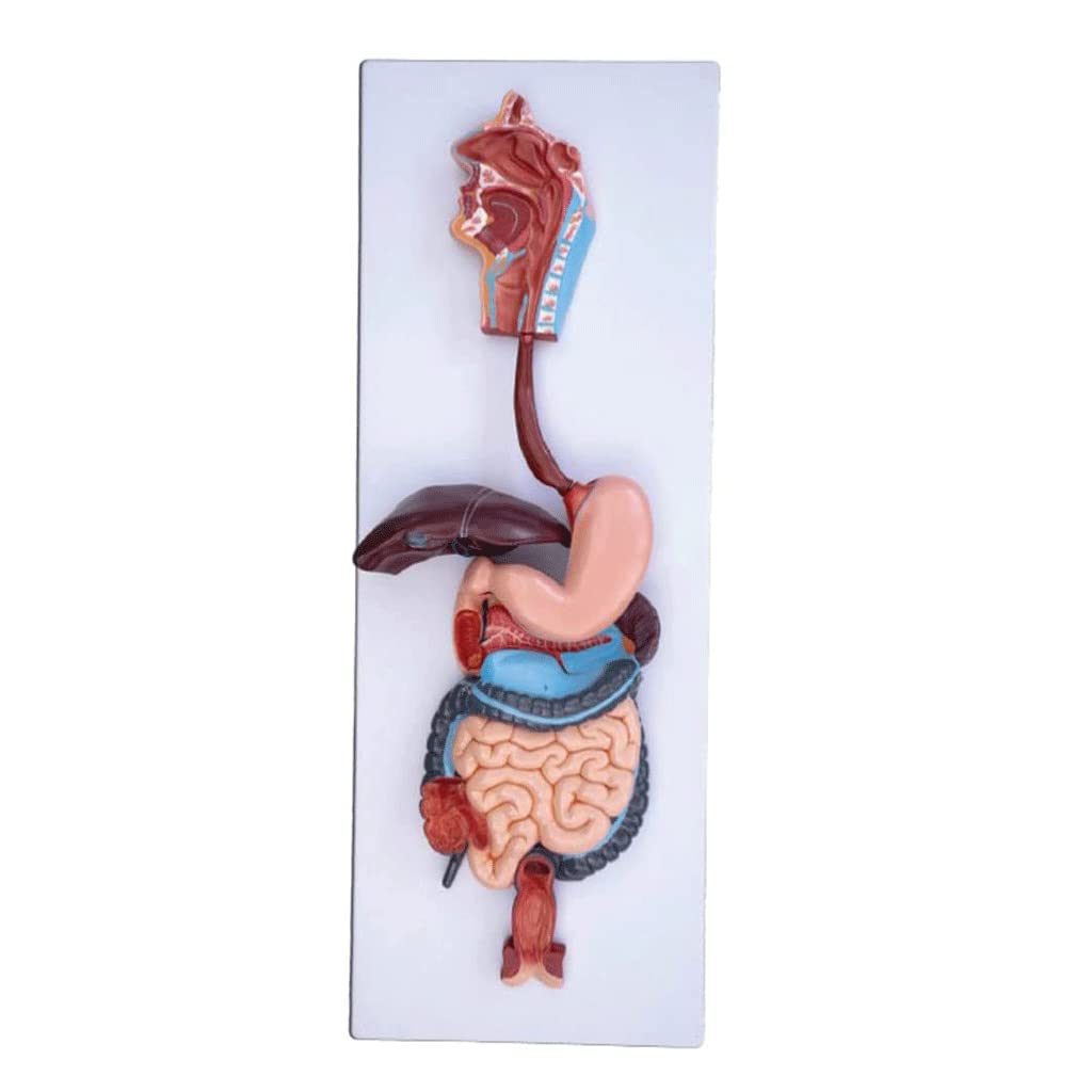 Buy PAASHE Anatomy Model Human Digestive System Model Organs Model ...