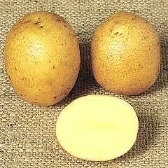 Seed Potato Winston 1Kg : Amazon.co.uk: Garden