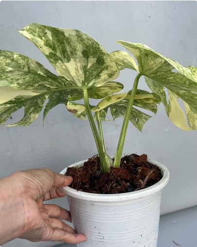 Monstera Deliciosa Legacy Variegated Planting seeds : Amazon.in: Garden ...