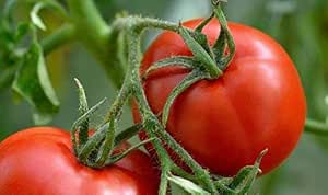 Tomato "Alka" - early, dwarf variety - SEED TAPE - seeds: Only seeds ...