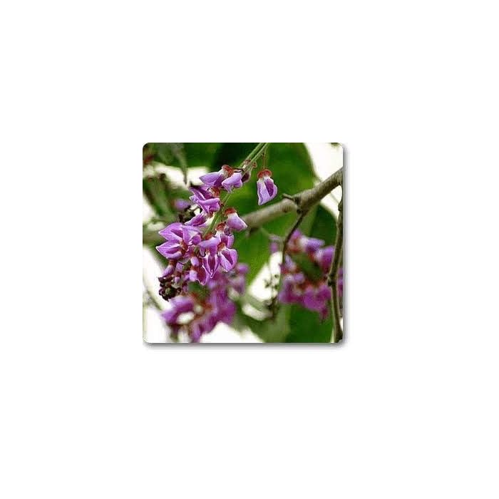 Buy Mphmi Lagerstroemia Indica, Common Crape Myrtle - Plant Online at ...