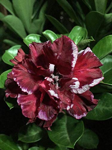 Florona Rare Adenium Obesum Plant " Dragon red " 1 Seedling Healthy ...