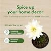 Amazon.com : BubbleBlooms Lemon Barrel Cactus in a 4 inch Pot ...