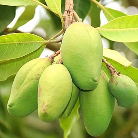 GREEN VOLCANO Bari-11 Mango" Live Amba fruit plant Grafted hybrid new ...