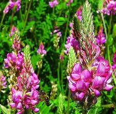 Amazon.com : Sainfoin Seeds 1 lb - Wildlife Attractant - Bee attractant ...