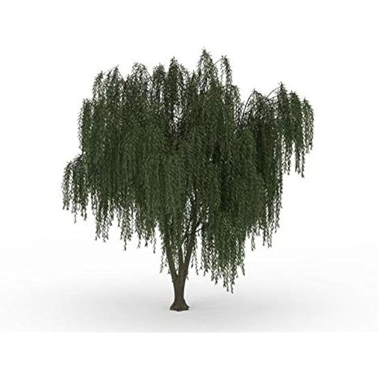 Unique Dwarf Weeping Willow Tree Cutting - Ideal Sri Lanka | Ubuy