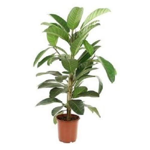 A&S Plant Golden Banyan Tree Plant with Pot : Amazon.in: Garden & Outdoors
