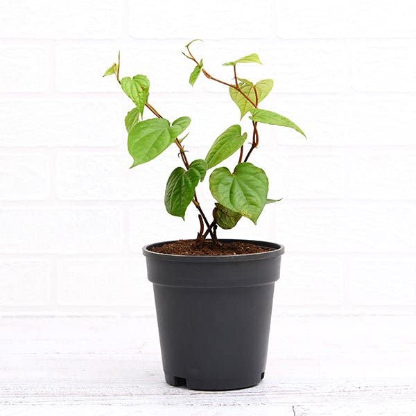 Mphmi Seedless Plant Medicinal Plants Piper Betel, Maghai Paan - Plant ...