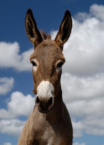 The War Donkey (Short Story Book 1) eBook : Smoot, Ryan Matthew: Amazon ...