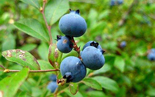 LushGreen Tropical Rare Baraba Fruit Luscious Garden Plant(1 Healthy ...