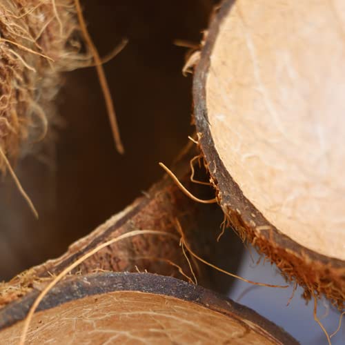 Firstnock Coconut Shell Craf Material Biodegradable Coconut Shell for ...