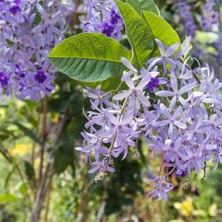 Petrea volubilis Vine Plant Purple Wealth Creeper Sand Paper Vine ...