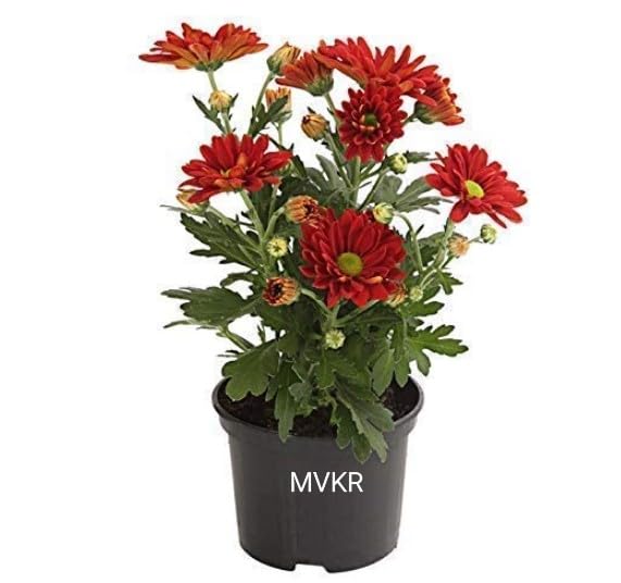 MVKR Live Guldavari - Chrysanthemum Sevanthi Flower Plant I With ...
