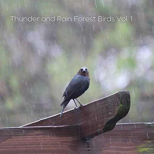 Springtime Birds Singing in the Rain song by The Nature Soundscapes ...