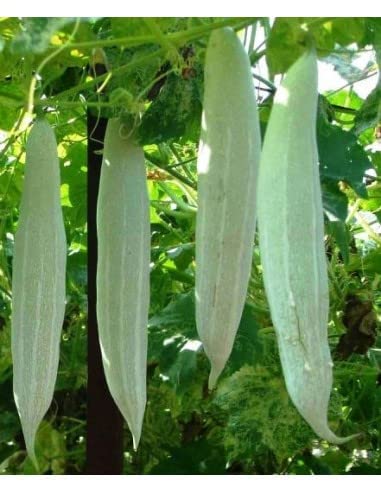 EVOY High Yield Hybrid Rare Long chichinda Snake Gourd Vegetable 170 ...