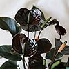 Amazon.com : MITRAEE Black anthurium Flower Seeds : Patio, Lawn & Garden