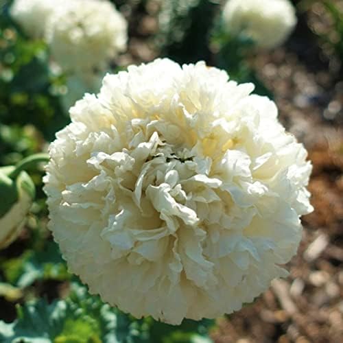Peony Poppy Cream 500 Seeds + Freebie + Plant tag Papaver Paeoniflorum ...