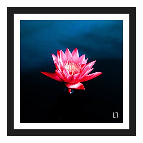 ALIV Wall Frames Medium Size - The Lotus : Amazon.in: Home & Kitchen