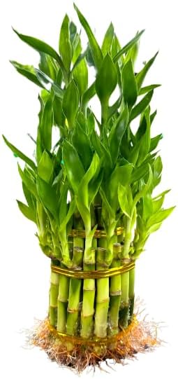 Amazon.com: Live Two Tier Lucky Bamboo Plant - Bundle of 15 Stalks ...