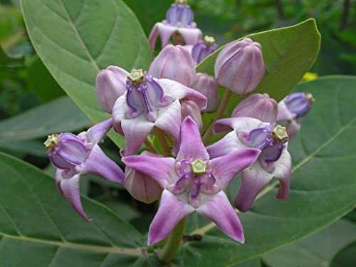 Buy Creative Farmer Erukku (Calotropis) Milk Weed/Crown Flower Bili ...