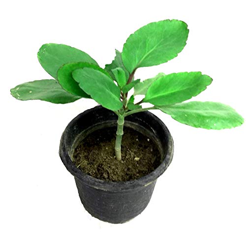 ROOKHRAJ PAUDHSHALA Patharchatta Live Plant Kalanchoe Pinnata - Bimbima ...