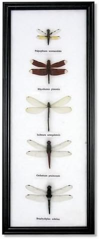 Amazon.com - World Buyers DRAGONFLY FRAME WITH 5 MOUNTED 5.75x14.75 L