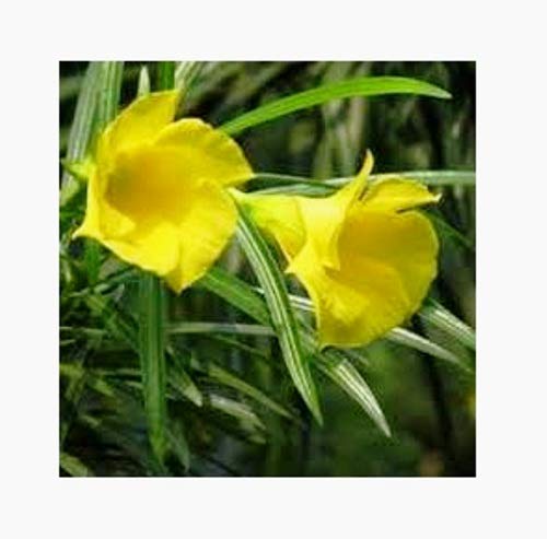 Indian Farms Live Yellow Kaner/Nerium Oleander Flower Plant With Pot ...
