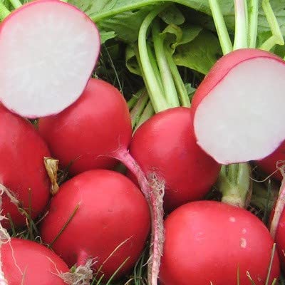 Radish Red Round vegetable (pack of 390 seeds ) : Amazon.in: Garden ...