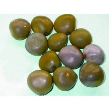 Buy ShubhBhakti™ Sagar Goti - Latakaranj - Moluca Bean - 50 Grams ...