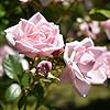 Peter Beales Roses UK New Dawn Climbing Rose, Light Pink, Outdoor, UK ...