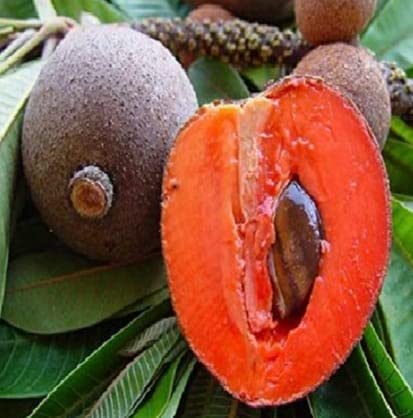 Buy Nectar Garden Thai Red Sapota/Chiku - Grafted Variant Online at ...