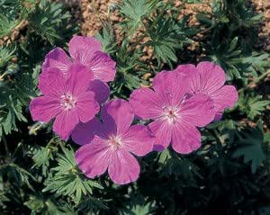 Amazon.com : Geranium sanguineum Vision Violet 100 Seeds : Patio, Lawn ...