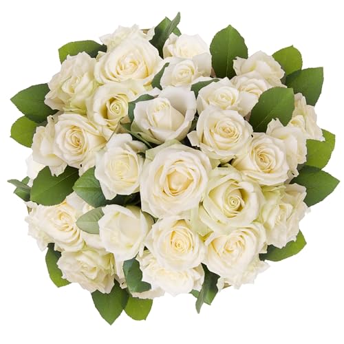 The Beauty and Significance of White Roses: A Guide to This Timeless Flower