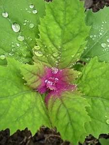 Amazon.com : Greens Giant Goosefoot Magentaspreen 2,500 Seeds : Patio ...