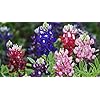 Amazon.com : MITRAEE 100 Texas Maroon Bluebonnet Flower Seeds : Patio ...