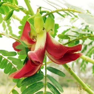 ALL IN ONEE Red Agathi (Red Bokful) Keerai Sesbania Grandiflora West ...