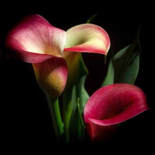 Calla Lily Journal: 120 page, 8.5" x 8.5" square, no content, ruled ...