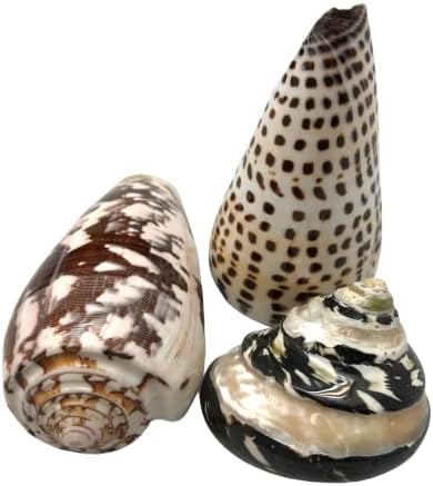 Amazon.com - PEPPERLONELY 6PC Vole Conch Sea Shells, 2 Inch ~ 3 Inch