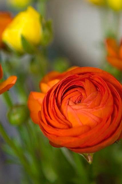 RADHA KRISHNA AGRICULTURE® Ranunculus Flower Bulb | dark orange Variety ...